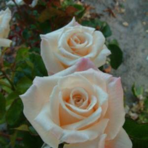 Rose (Rosa 'Antique Silk') in the Roses Database - Garden.org