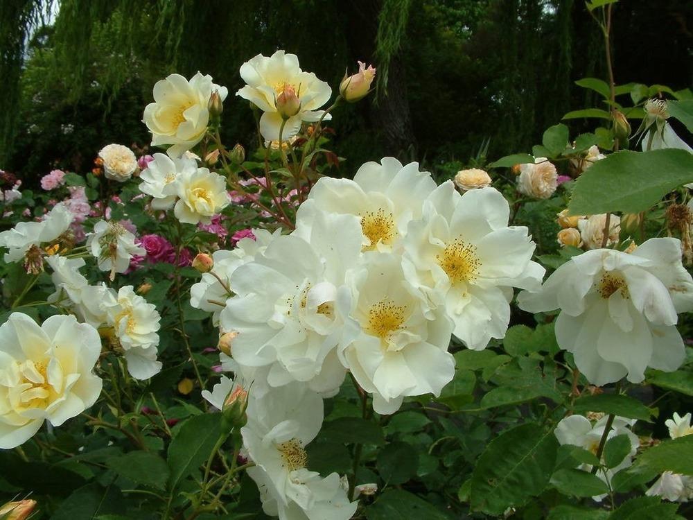 Rose (Rosa 'Windrush') in the Roses Database - Garden.org