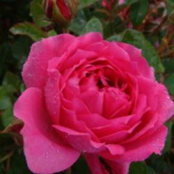 Rose (Rosa 'Wise Portia') in the Roses Database - Garden.org