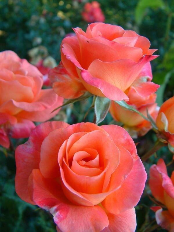Photo of the bloom of Rose (Rosa 'Bonfire Night') posted by Calif_Sue ...