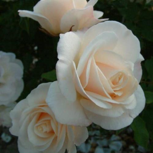 Rose (Rosa 'Avalanche 1991') in the Roses Database - Garden.org