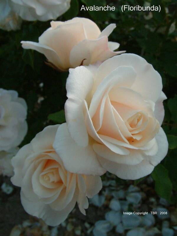 Rose (Rosa 'Avalanche 1991') in the Roses Database - Garden.org