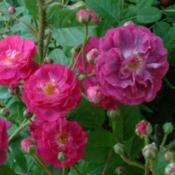 Rose (Rosa 'Baby Faurax') in the Roses Database - Garden.org