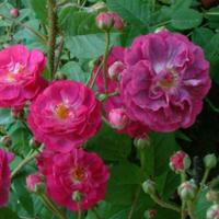 Rose (Rosa 'Baby Faurax') in the Roses Database - Garden.org