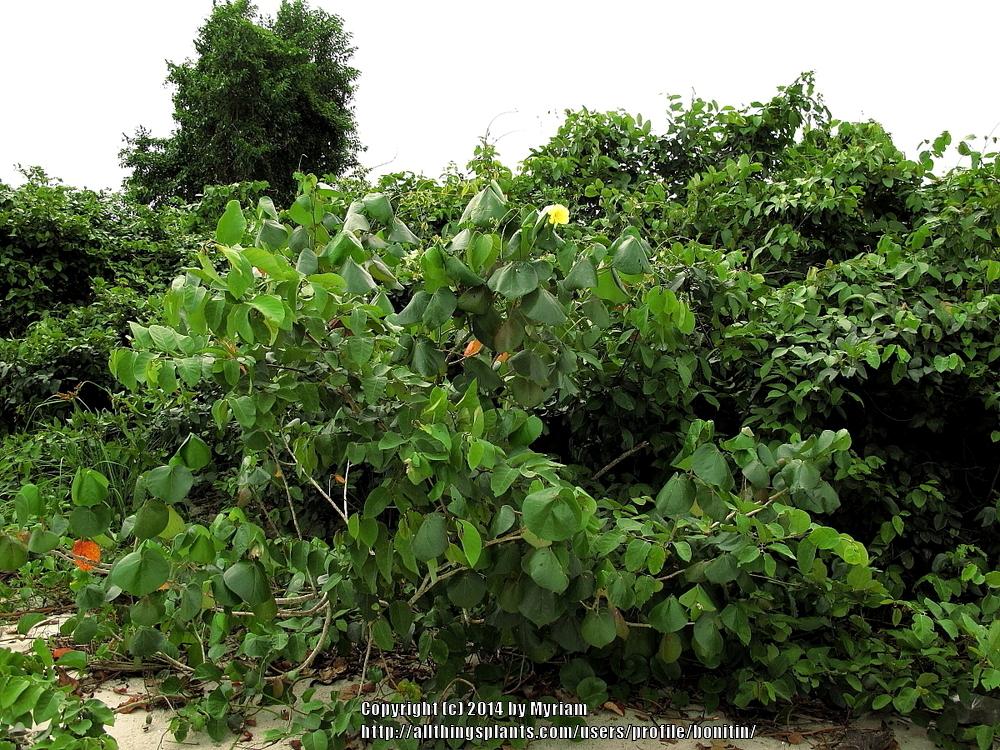 Photo of the entire plant of Talipariti pernambucense posted by bonitin ...