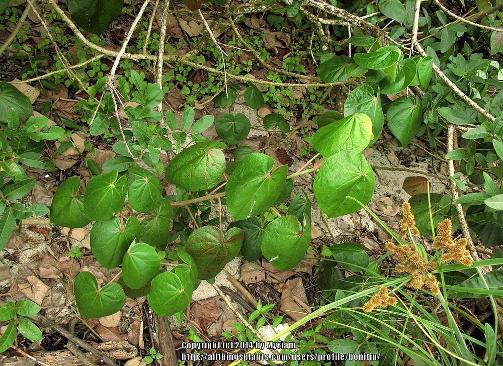 Photo of the leaves of Talipariti pernambucense posted by bonitin ...