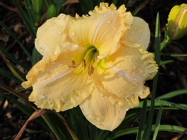 Daylily (Hemerocallis 'Pass the Cream') in the Daylilies Database - Garden.org