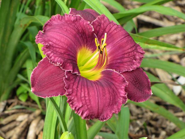 Photo of the bloom of Daylily (Hemerocallis 'Grape Fun') posted by ...