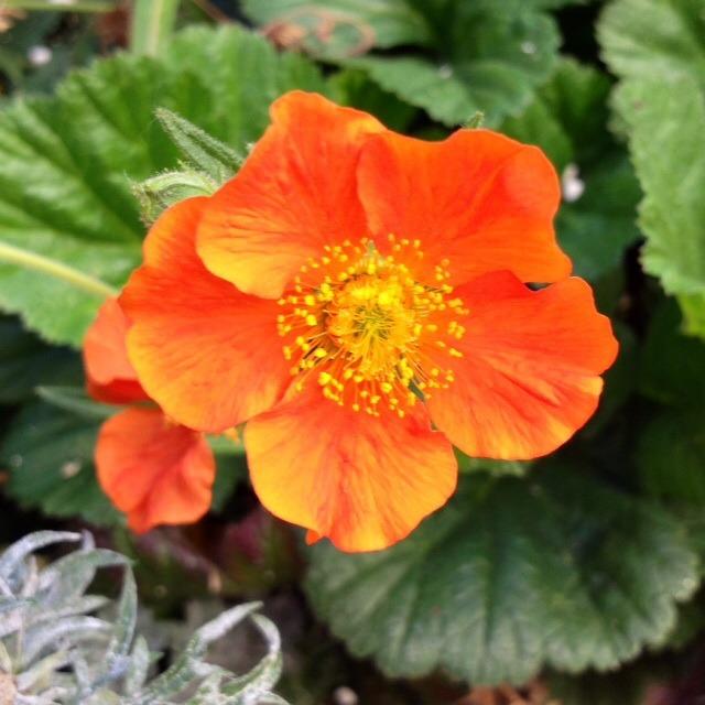 Avens (Geum coccineum 'Cooky') - Garden.org