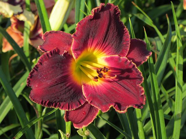 Daylily (Hemerocallis 'Counter Force') in the Daylilies Database - Garden.org