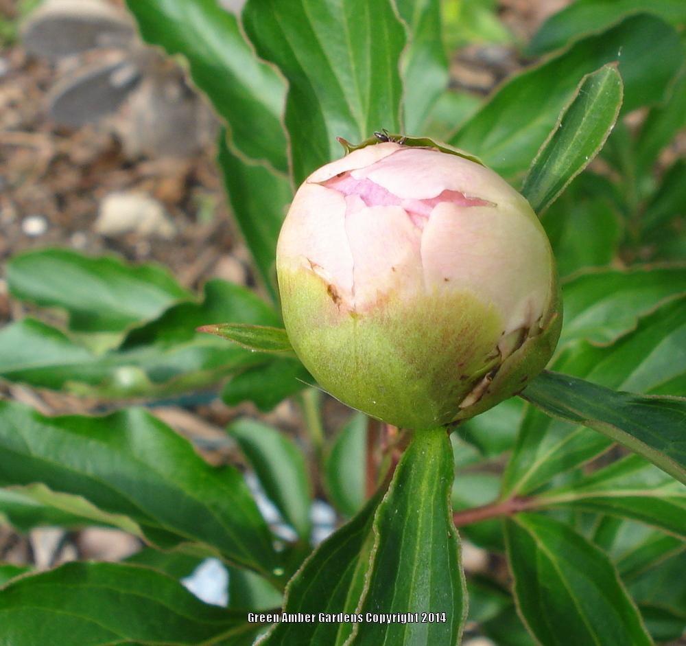 Photo of the closeup of buds, sepals and receptacles of Peony (Paeonia ...