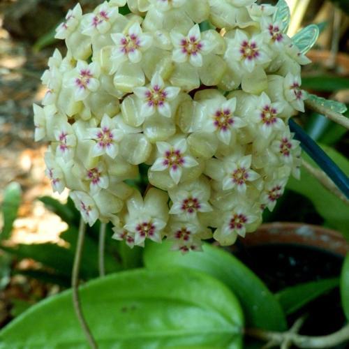 Wax Plant (Hoya rigida) in the Hoyas Database - Garden.org