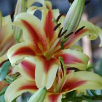 Photo of the bloom of Lily (Lilium 'Shocking') posted by pixie62560 ...