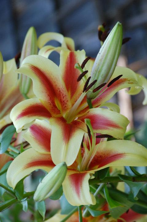 Photo of the bloom of Lily (Lilium 'Shocking') posted by pixie62560 ...