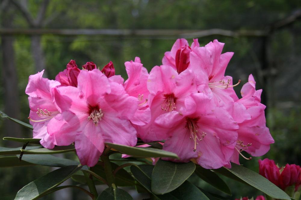 Rhododendron 'Ruby Bowman' in the Rhododendrons Database - Garden.org