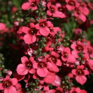 Diascia (Diascia barberae Flying Colors® Red) - Garden.org