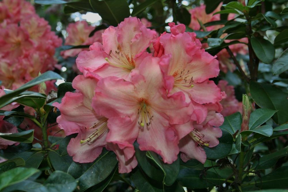 Rhododendrons: Plant Care and Collection of Varieties - Garden.org