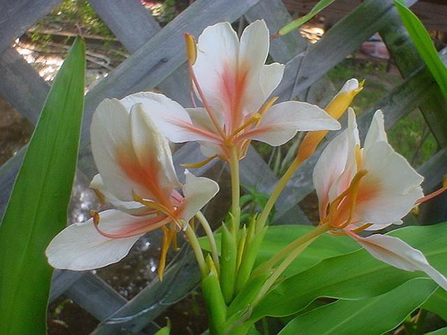 Ginger Lilies: Plant Care and Collection of Varieties - Garden.org