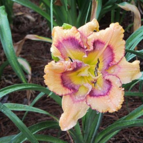 Daylily (Hemerocallis 'George Harrison') in the Daylilies Database ...