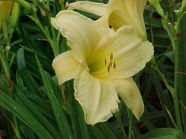 Daylily (Hemerocallis 'Golden China') in the Daylilies Database ...