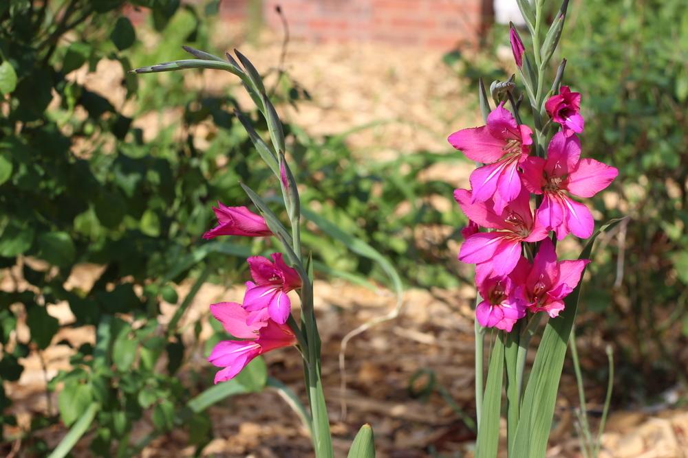 Gladiolus: Plant Care and Collection of Varieties - Garden.org