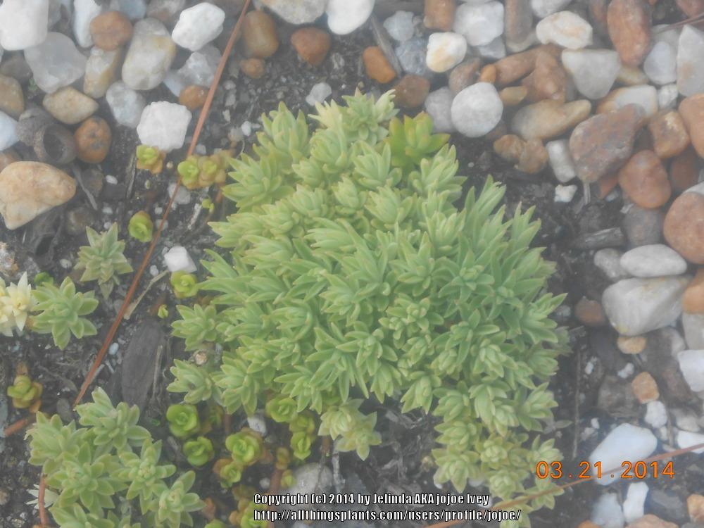 Viewing post #593315 by jojoe - Garden.org