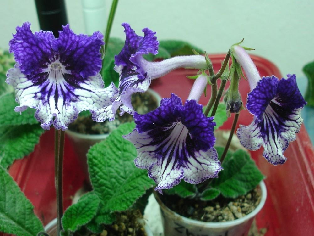 Photo of the entire plant of Cape Primrose (Streptocarpus 'TSF Zhizel ...