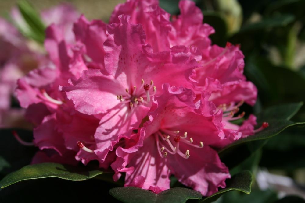 Photo of the bloom of Rhododendron 'Rocket' posted by Calif_Sue ...