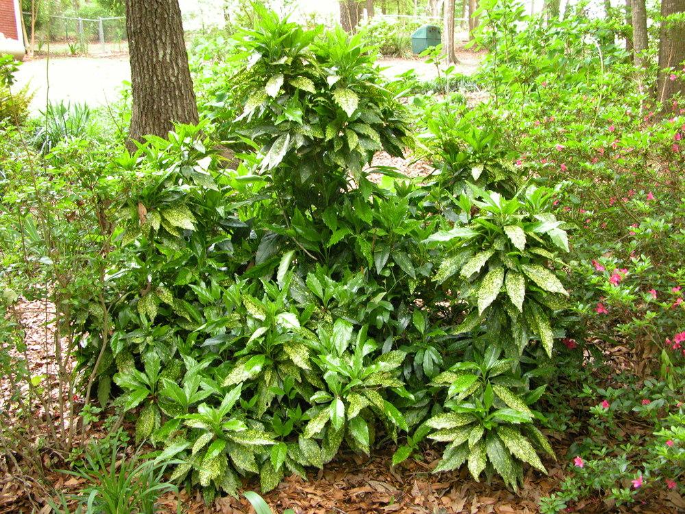 Photo of the entire plant of Variegated Japanese Aucuba (Aucuba ...