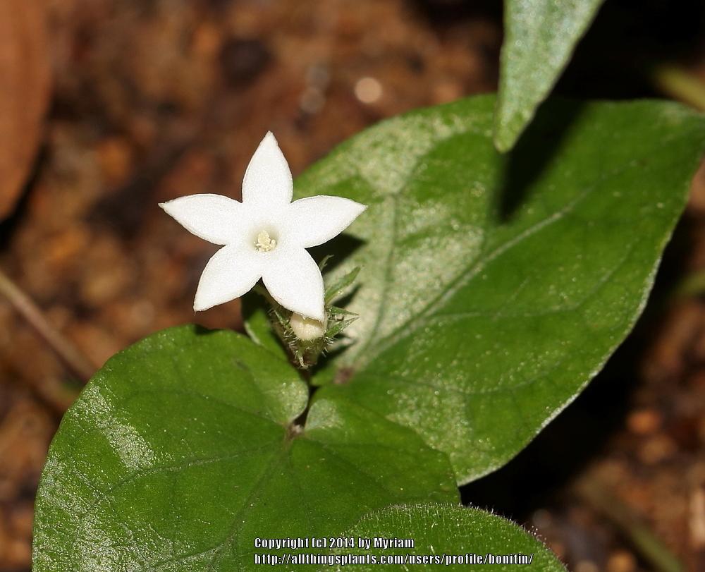 Geophila repens - Garden.org