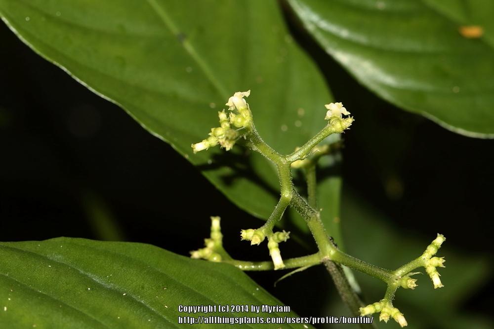 Palicourea racemosa - Garden.org