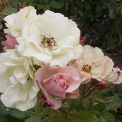 Rose (Rosa 'Greensleeves') in the Roses Database - Garden.org