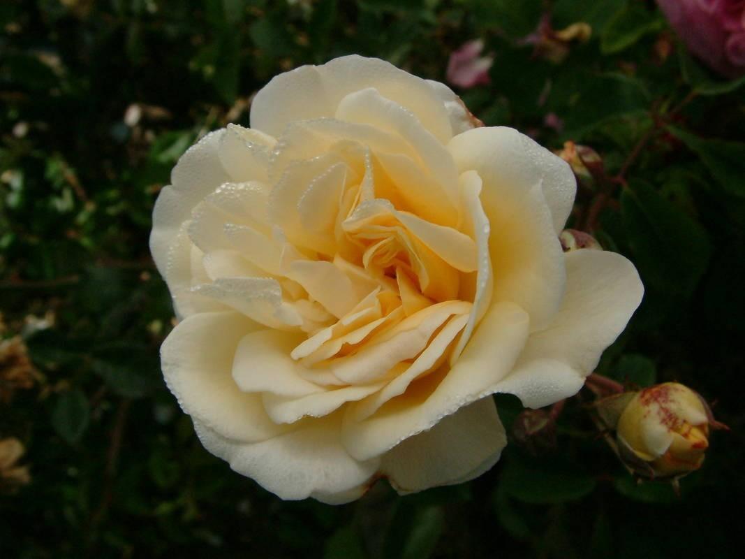 Rose (Rosa 'Dimples') in the Roses Database - Garden.org