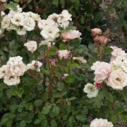 Rose (Rosa 'Greensleeves') in the Roses Database - Garden.org