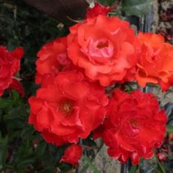 Rose (Rosa 'Disco Dancer') in the Roses Database - Garden.org