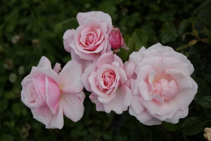 Rose (Rosa 'Jillian McGredy') in the Roses Database - Garden.org