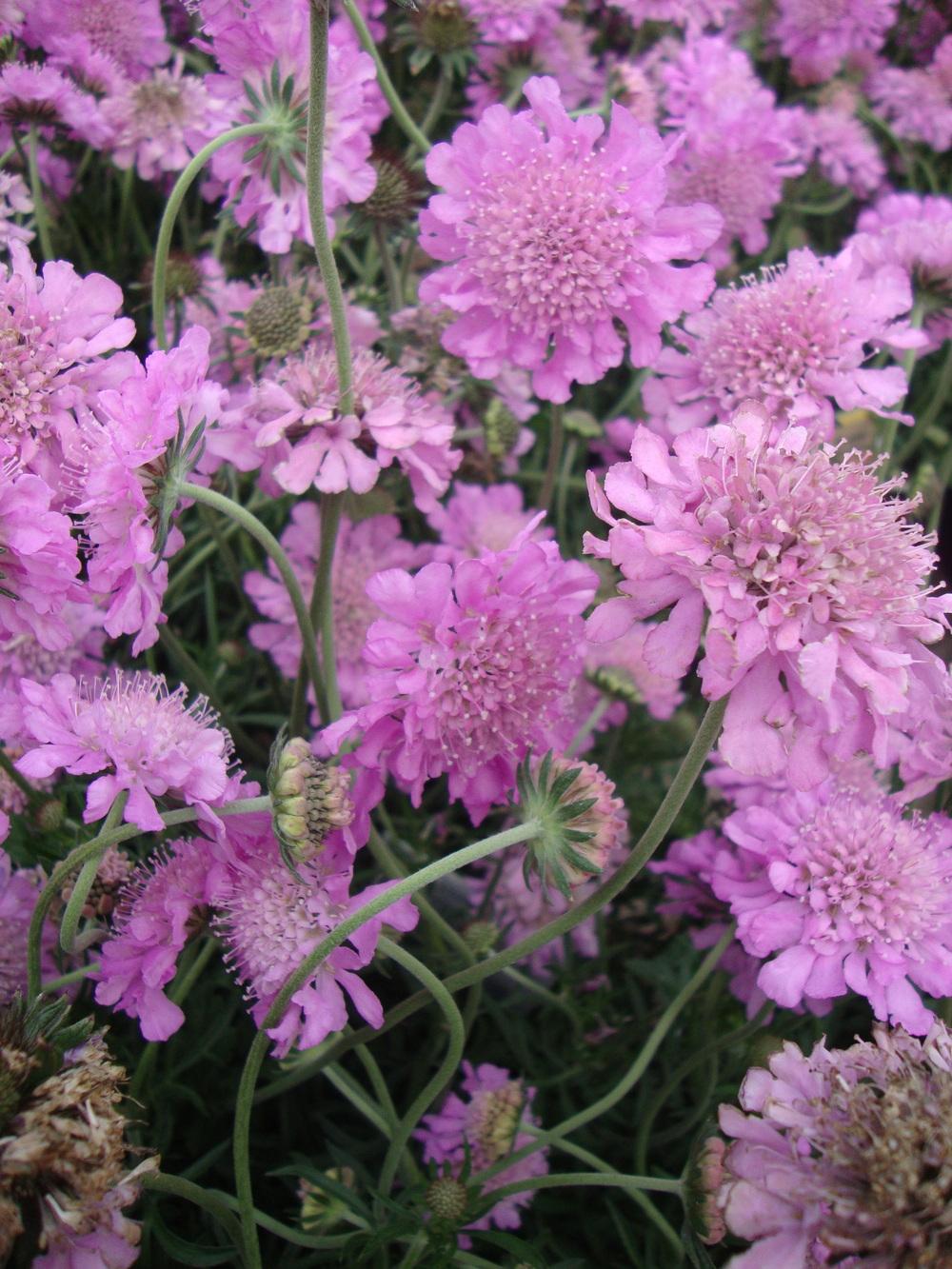 Photo of the bloom of Pincushion Flower (Scabiosa columbaria 'Pink Mist ...