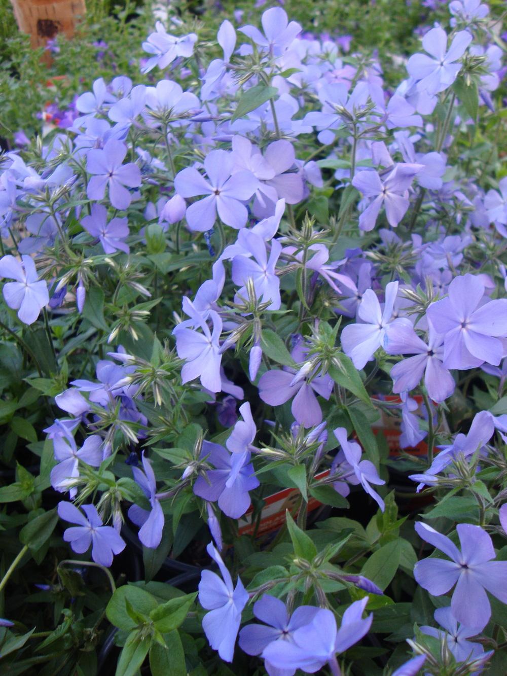 Photo of the bloom of Wild Blue Phlox (Phlox divaricata 'Blue Moon ...