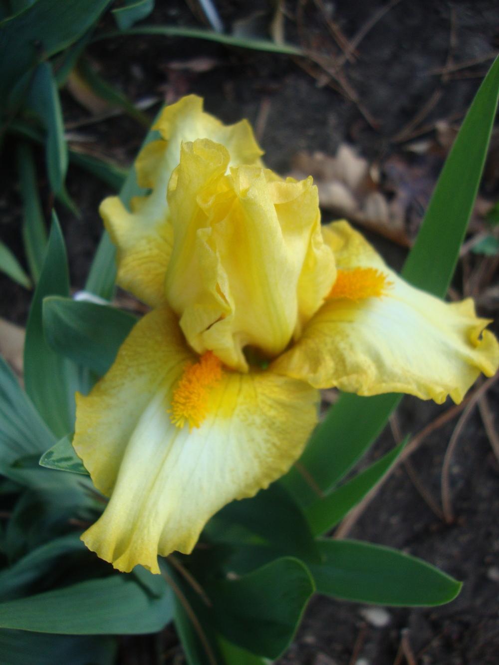 Photo of the bloom of Standard Dwarf Bearded Iris (Iris 'Quarter Moon ...
