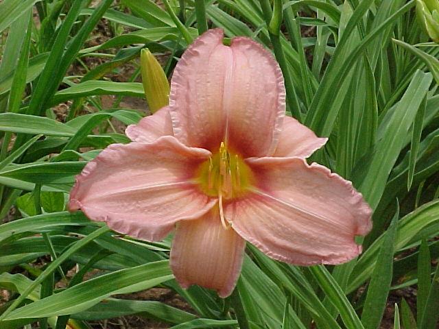 Daylily (Hemerocallis 'Merry Message') in the Daylilies Database ...