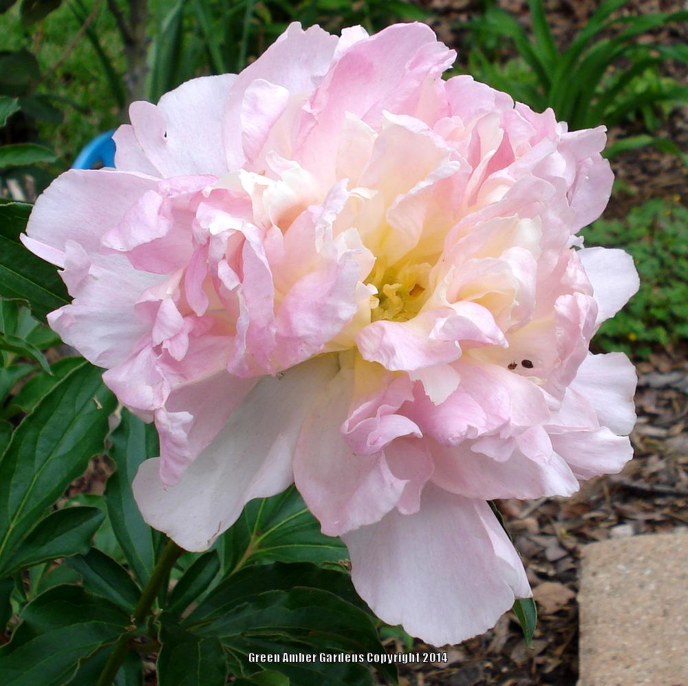 Photo of the bloom of Peony (Paeonia lactiflora 'Raspberry Sundae ...