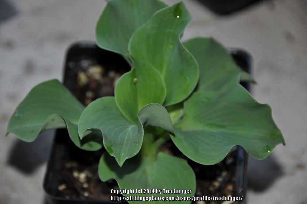 Hosta 'Ruffled Mouse Ears' in the Hostas Database - Garden.org