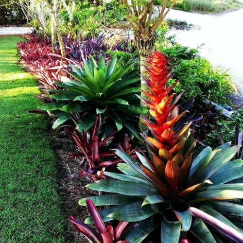 Bromeliad (Alcantarea imperialis 'Rubra') - Garden.org