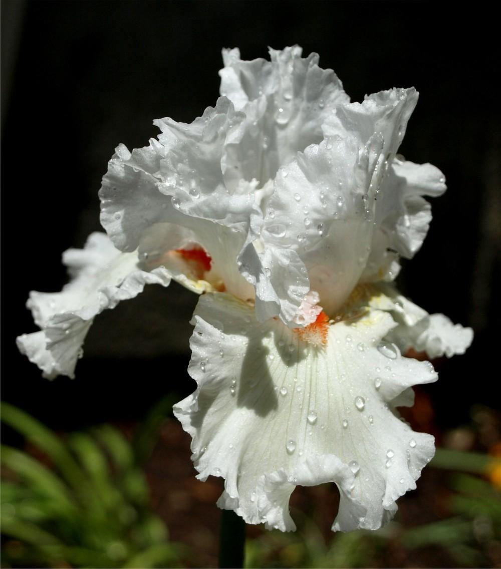 Photo of the bloom of Tall Bearded Iris (Iris 'Nordic Kiss') posted by ...
