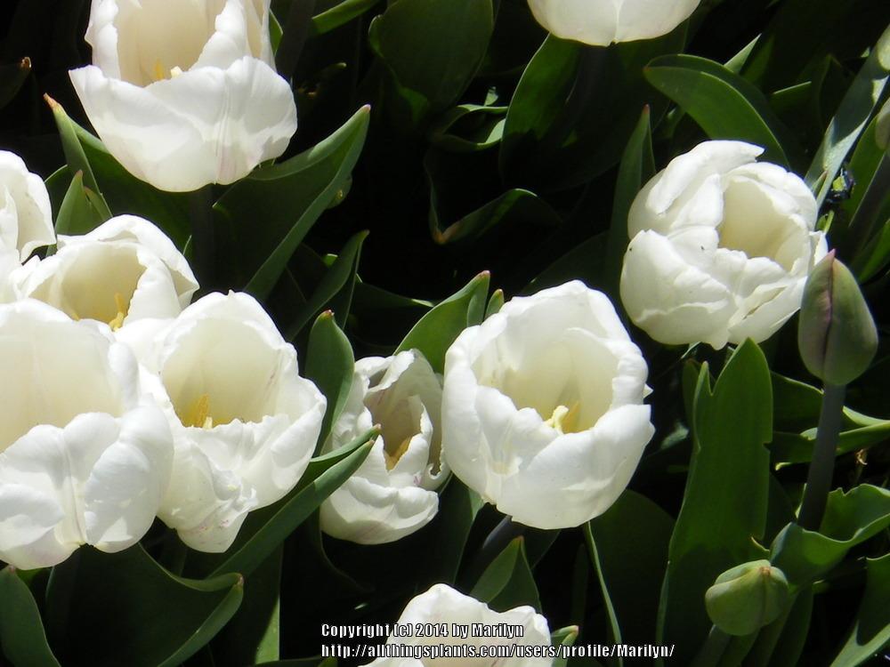 Tulip (Tulipa 'White Prince') in the Tulips Database - Garden.org
