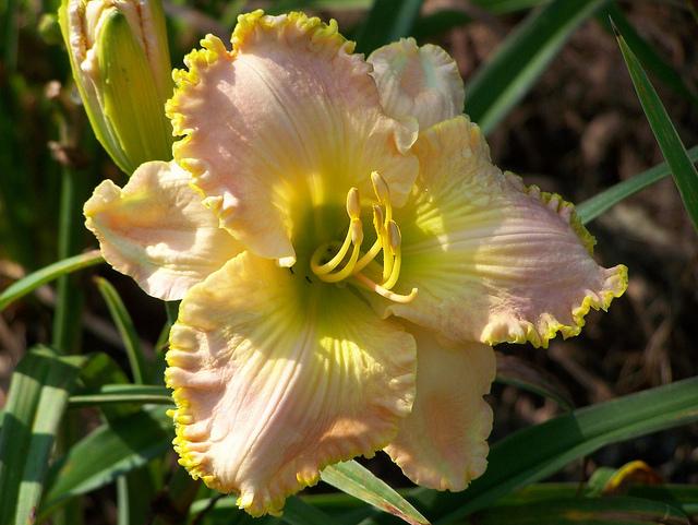 Daylily (Hemerocallis 'Mother Dearest') in the Daylilies Database ...