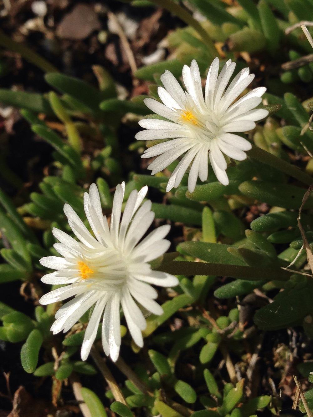 Ice Plant (Delosperma 'Jewel of Desert Moon Stone') - Garden.org