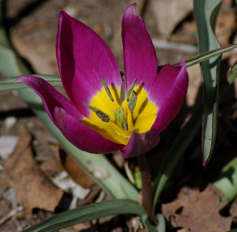 Tulip (Tulipa humilis var. violacea 'Yellow Base') in the Tulips ...