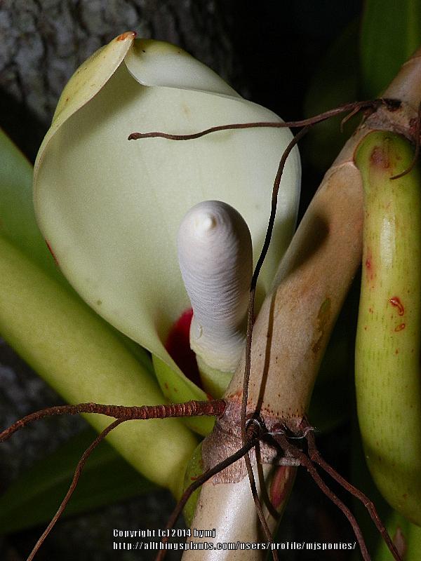 Philodendron (Philodendron crassinervium) in the Philodendrons Database ...