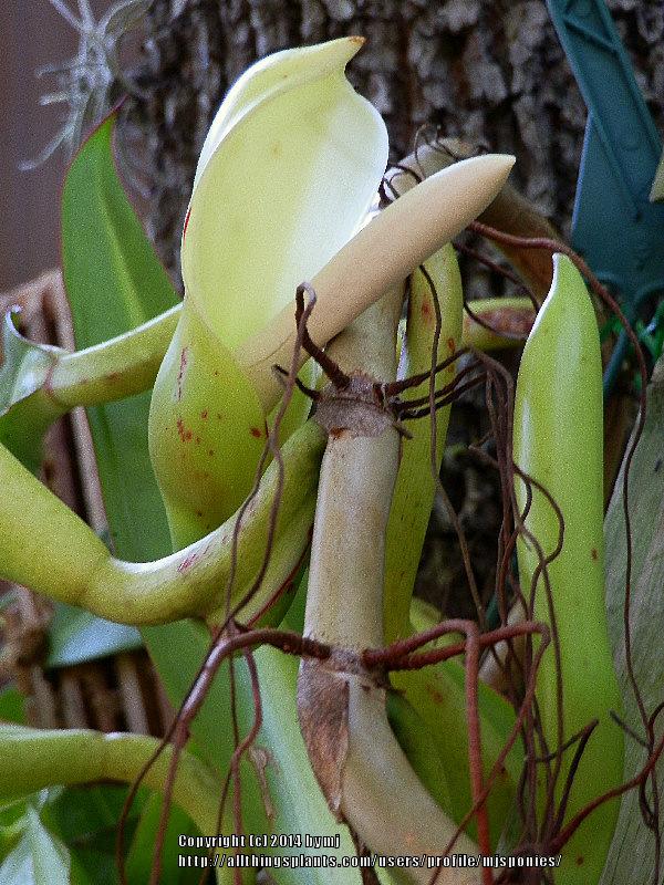 Photo of the bloom of Philodendron (Philodendron crassinervium) posted ...